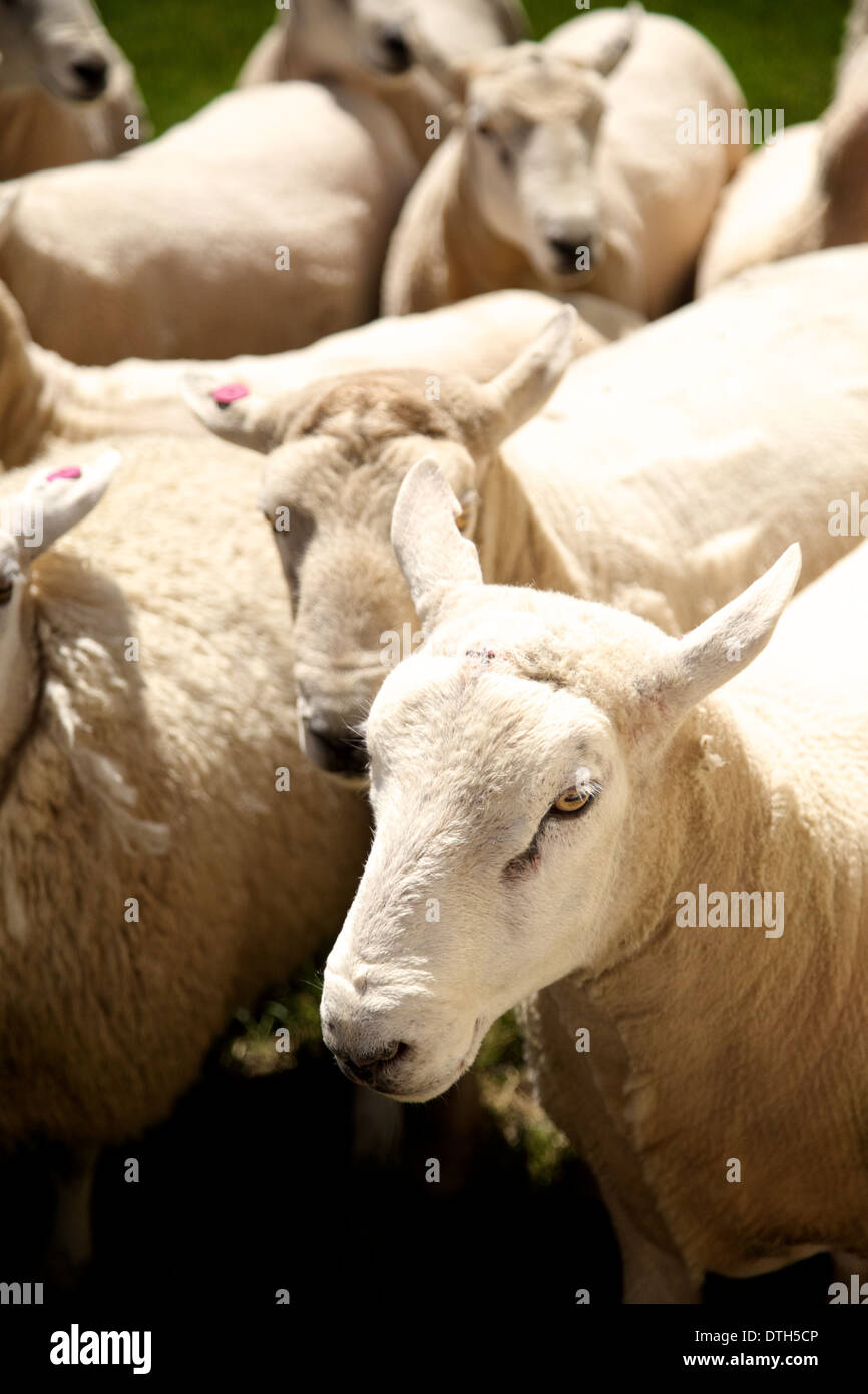 Sheep being herded hi-res stock photography and images - Alamy