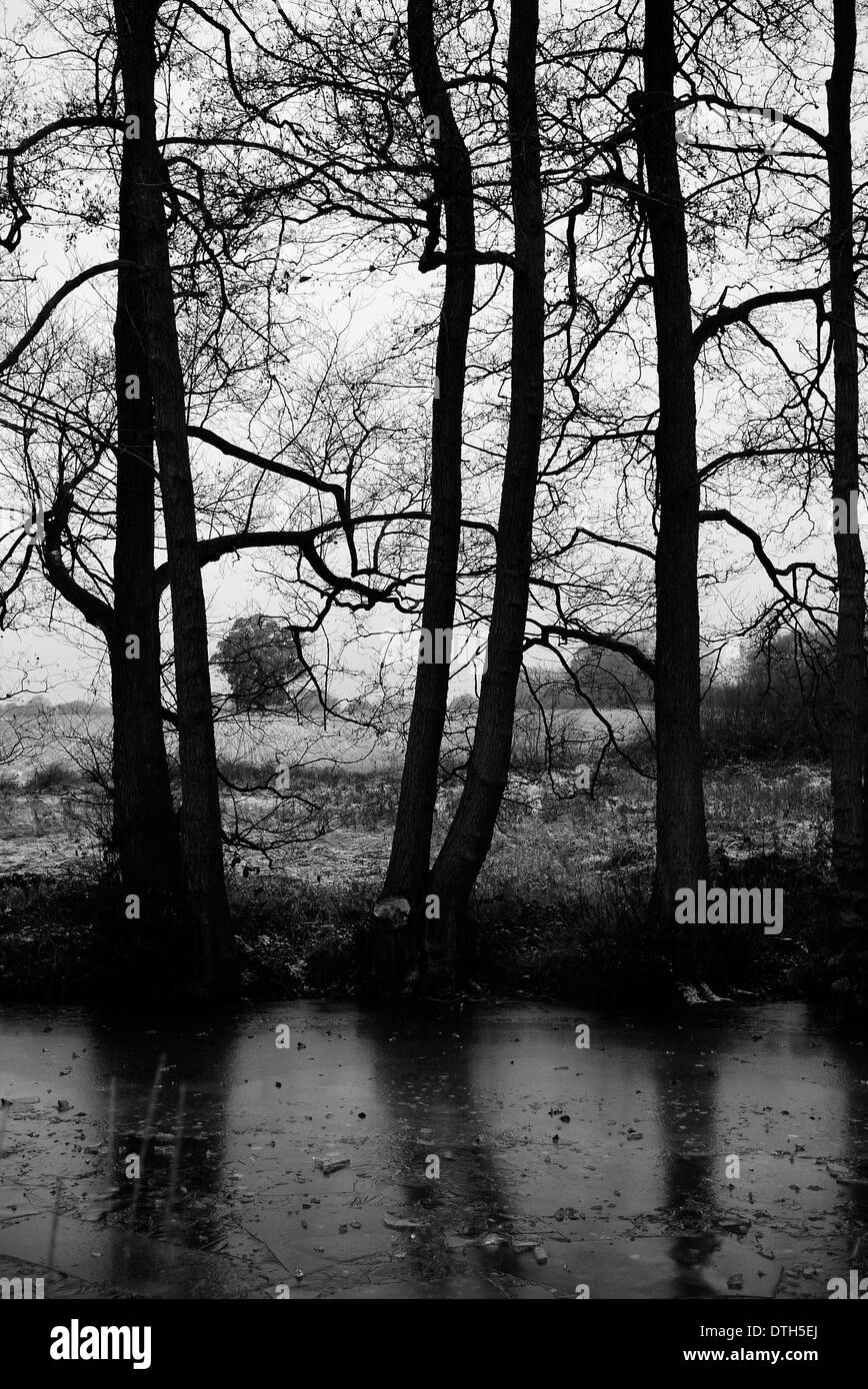 Trees along canal in Black and White Stock Photos & Images - Alamy