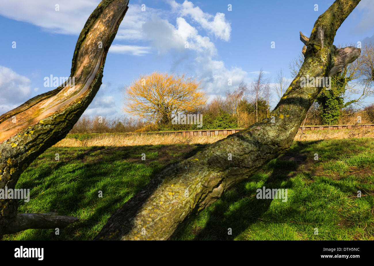 Fallen tree england damage hi-res stock photography and images - Alamy