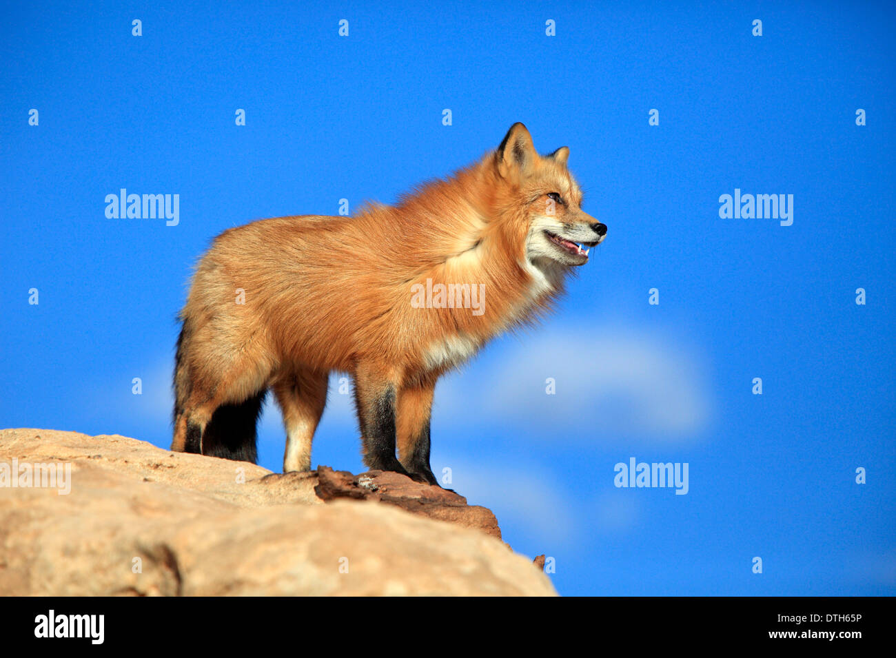 American Red Fox, Monument Valley, Utah, USA / (Vulpes vulpes fulva ...