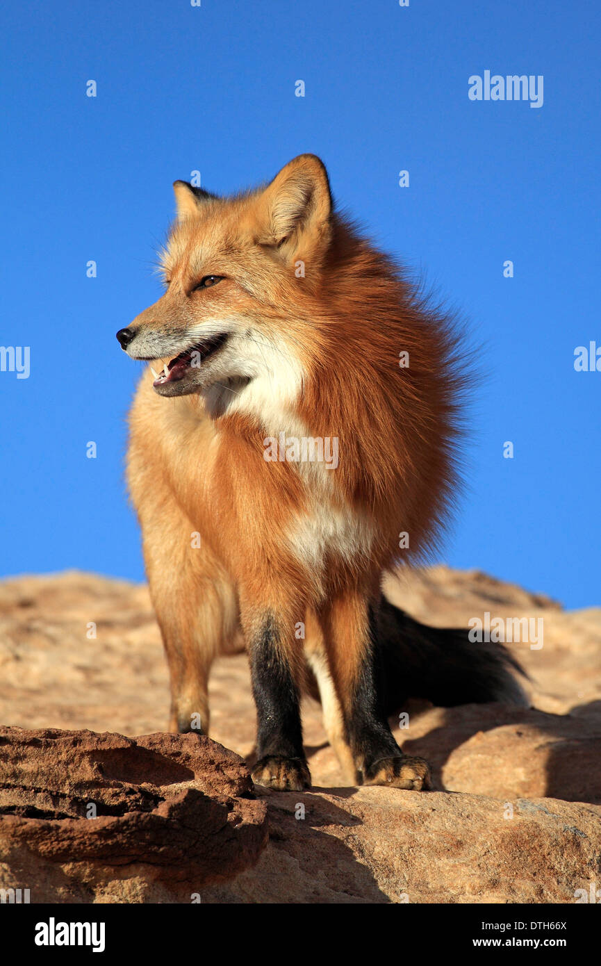 American Red Fox, Monument Valley, Utah, USA / (Vulpes vulpes fulva ...