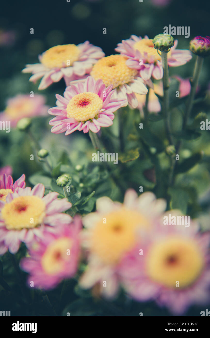 retro color flower background Stock Photo - Alamy