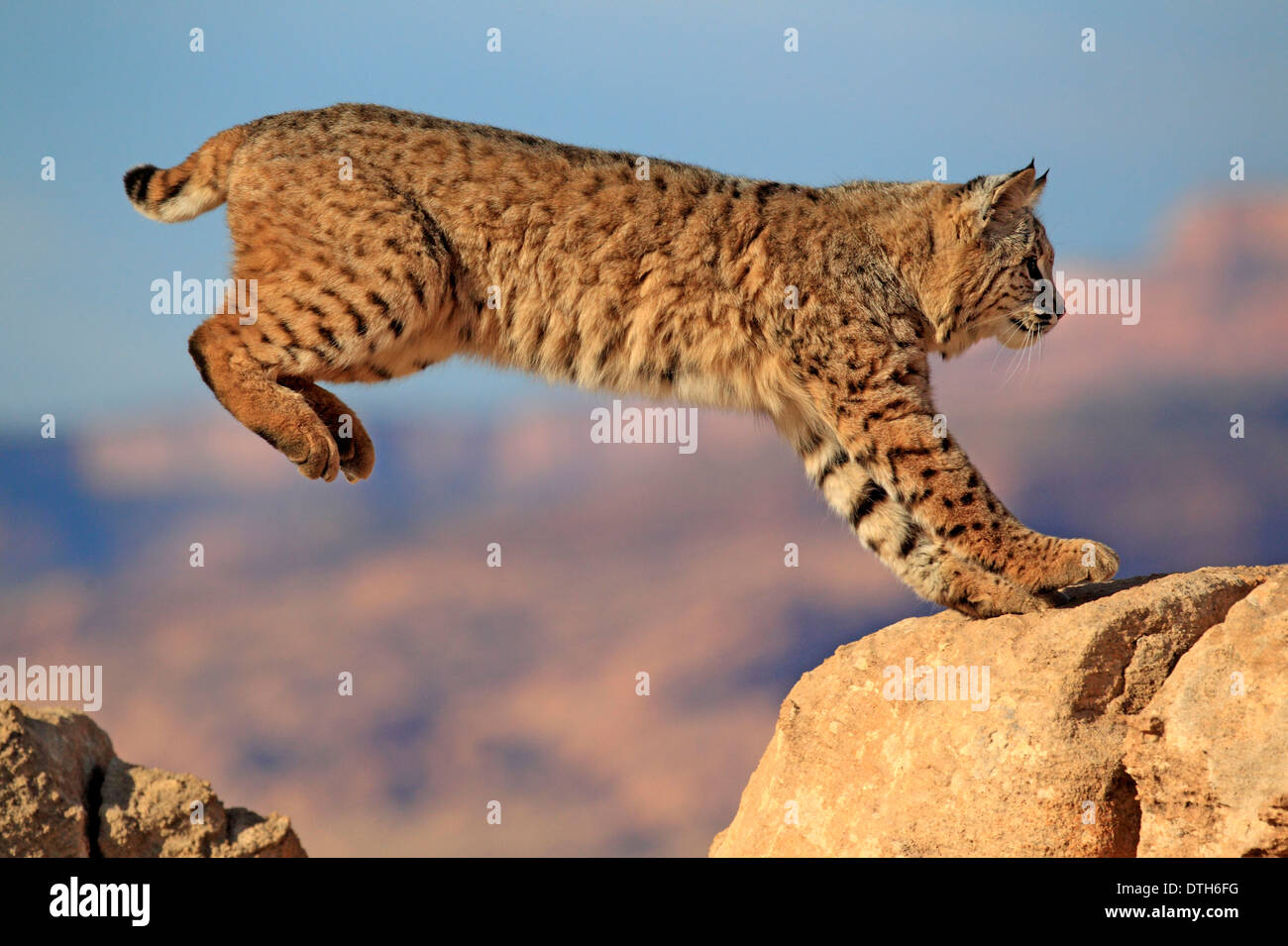 Bobcat jumping hi-res stock photography and images - Alamy