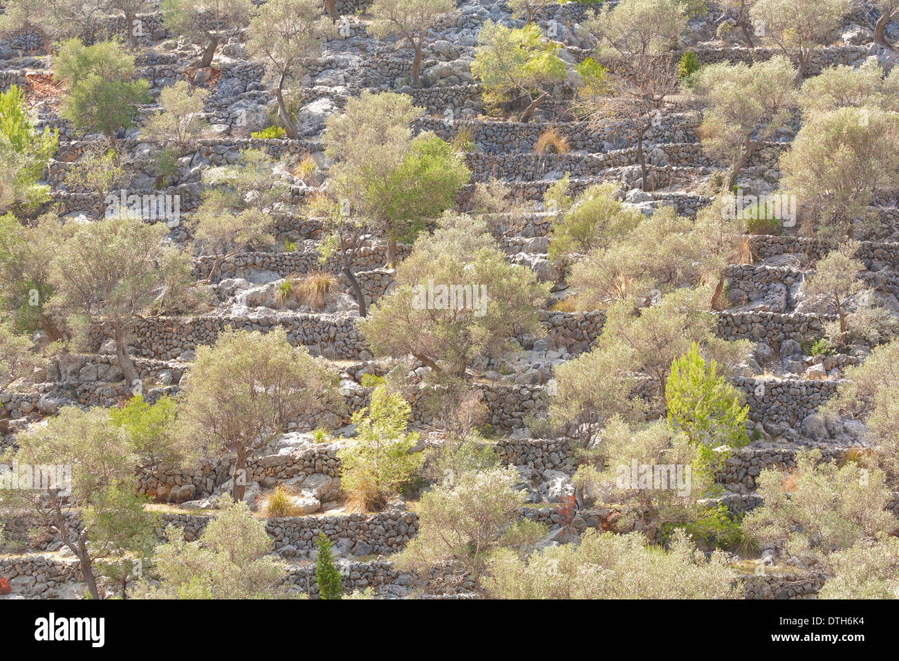 Terraces olive trees hi-res stock photography and images - Alamy