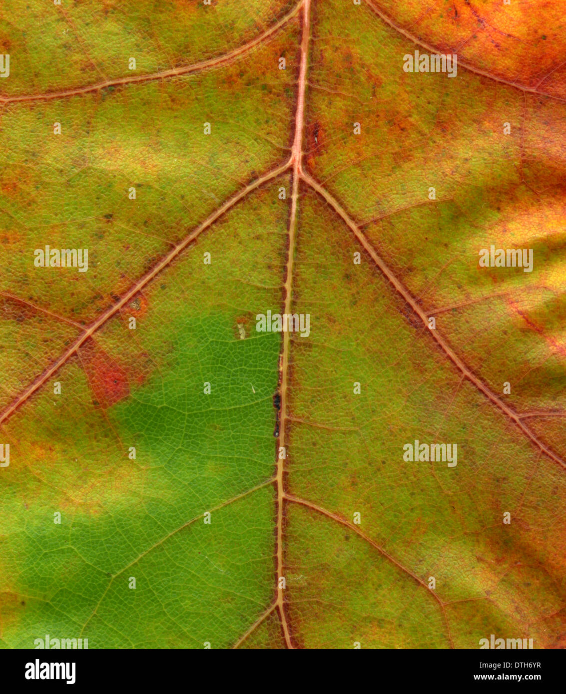 Autumn colours - close-up of Maple leaf. Scan Stock Photo - Alamy