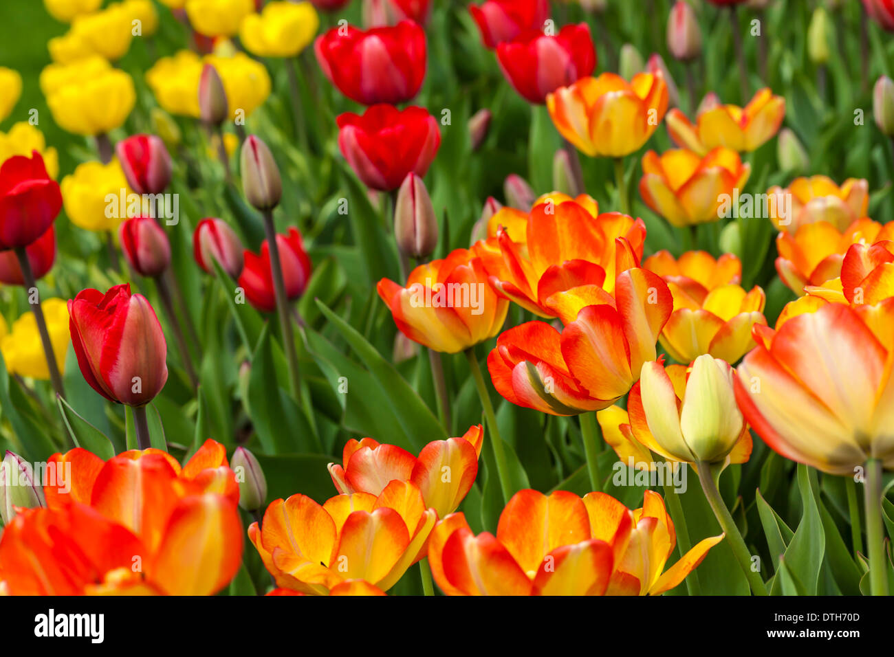 Bright multi colored tulips blooming in the spring garden Stock Photo ...