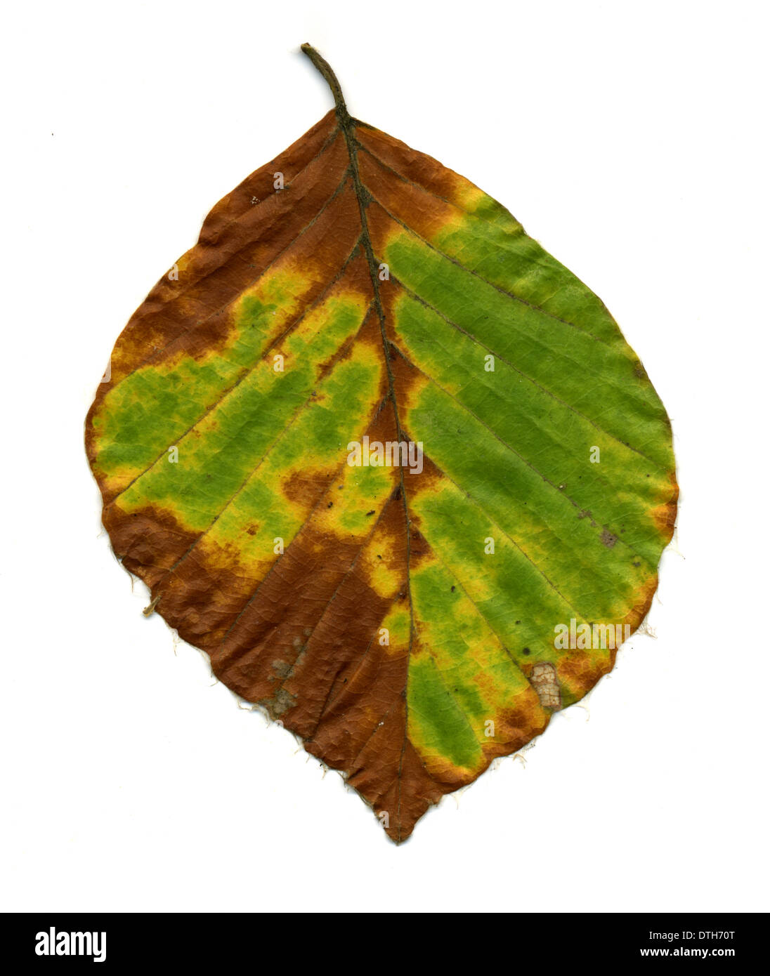 Fagus leaf hi-res stock photography and images - Alamy