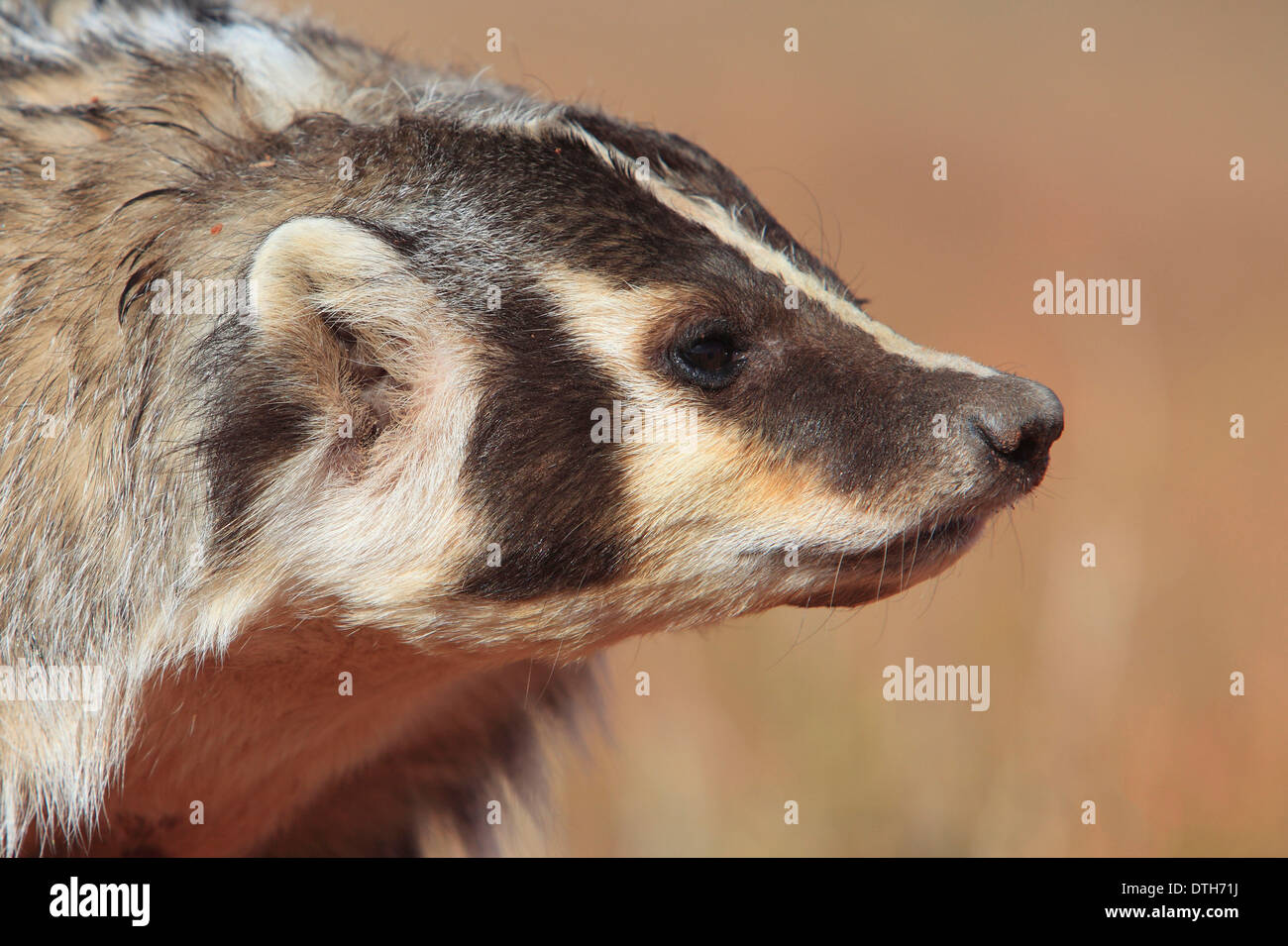 Badger head hi-res stock photography and images - Alamy
