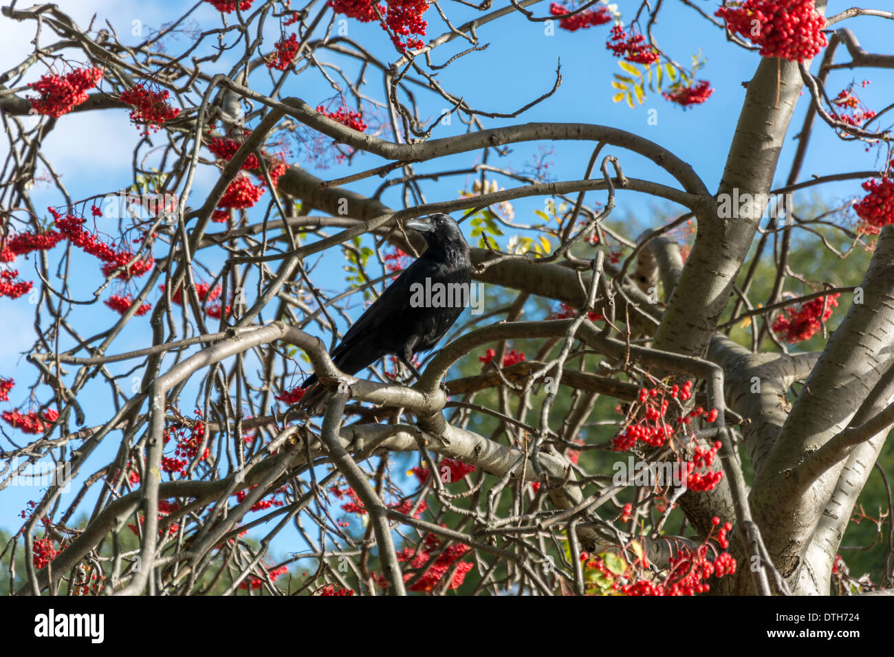 Crow (Corvus) in a Rowan Tree Stock Photo - Alamy