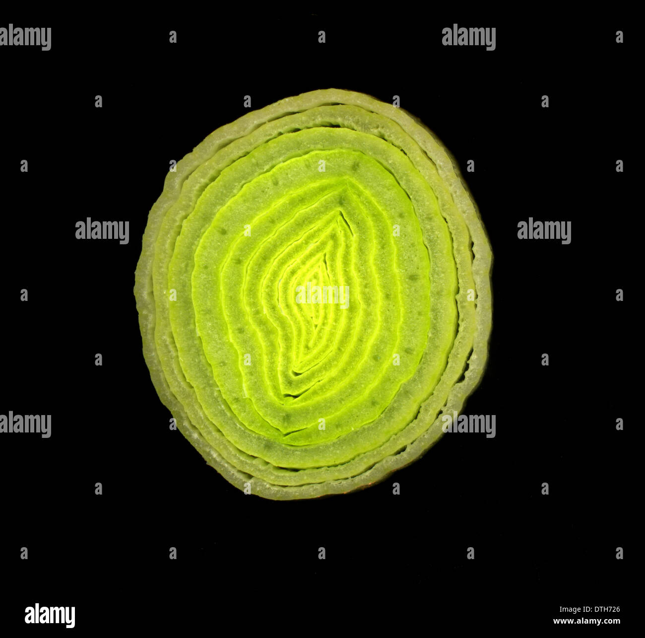 Cross section of stem hi-res stock photography and images - Alamy