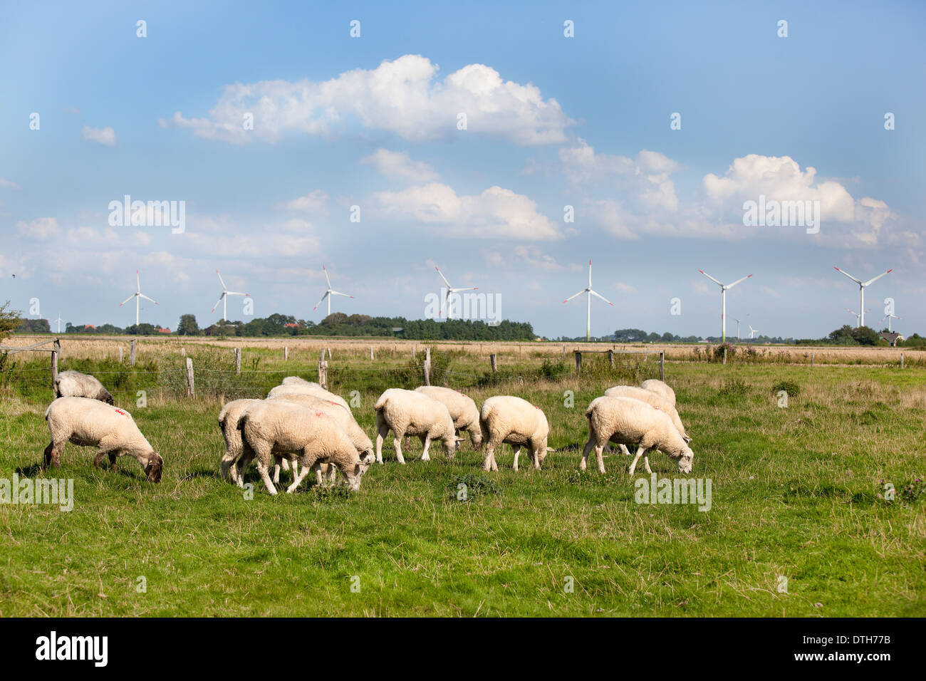 sheep eat fresh grass on a dyke, dithmarschen Germany Stock Photo - Alamy
