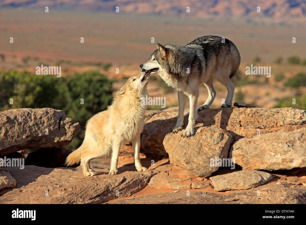 Valley of the wolves hi-res stock photography and images - Alamy