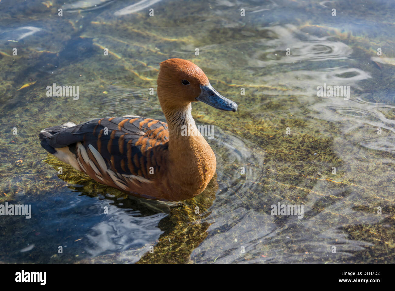 Whistling duck habitat hi-res stock photography and images - Alamy