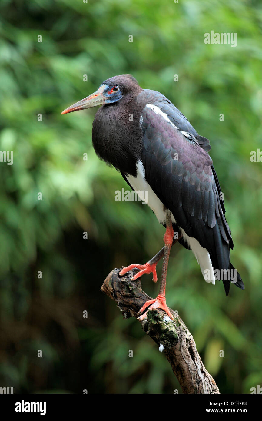 Abdim’s stork hi-res stock photography and images - Alamy