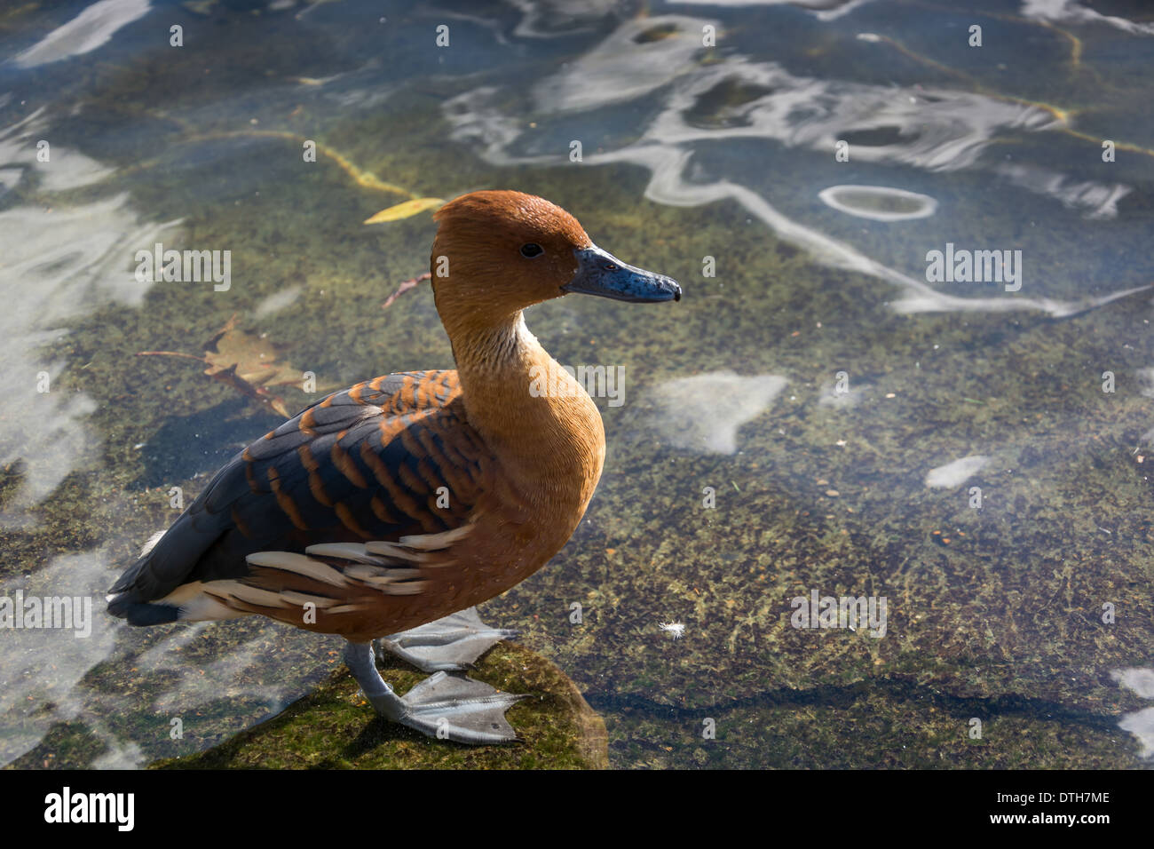 Whistling duck habitat hi-res stock photography and images - Alamy