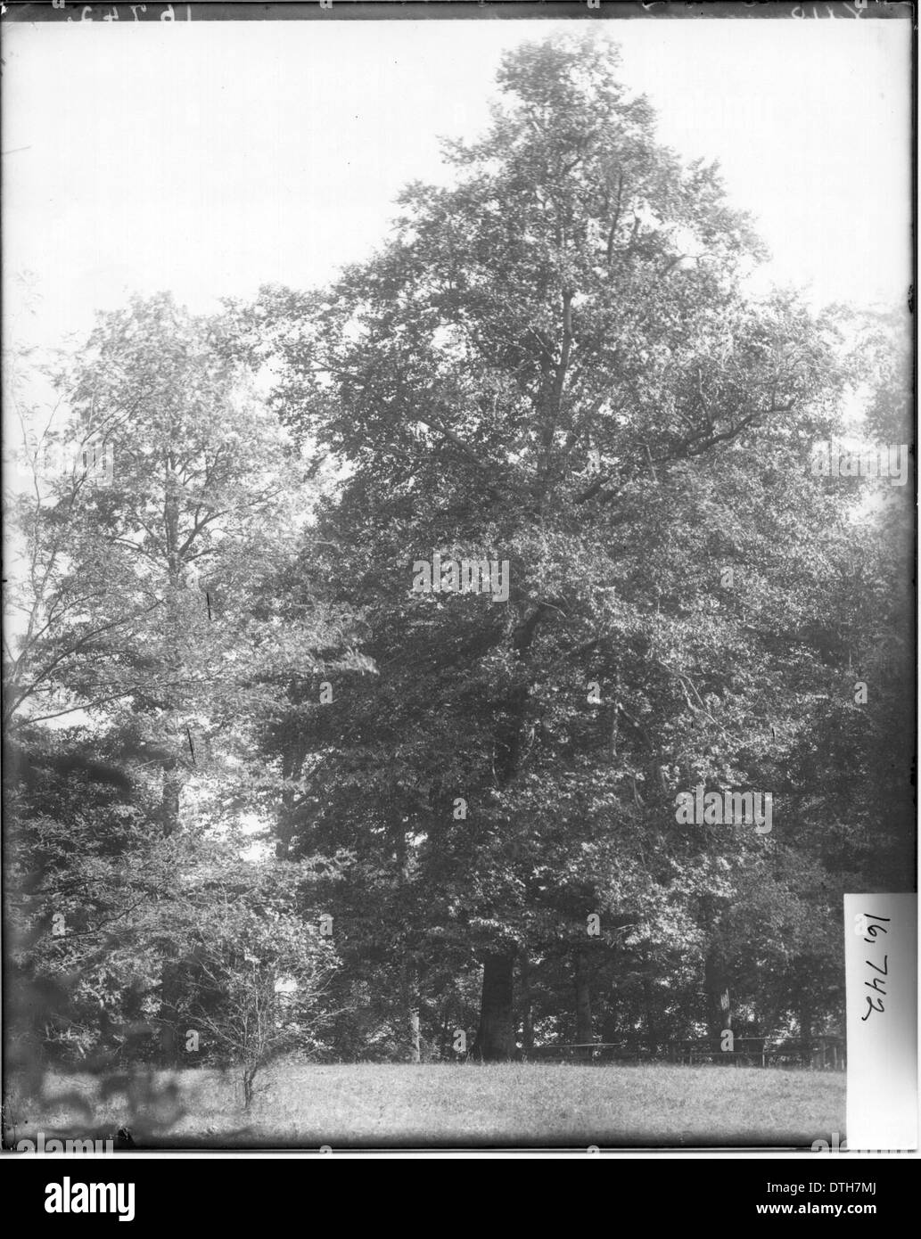 This historical photograph from 1917 shows the Beech trees on the ...