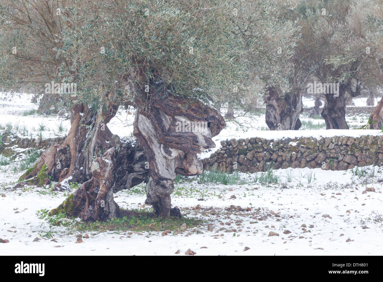 Olive trees in snow hi-res stock photography and images - Alamy