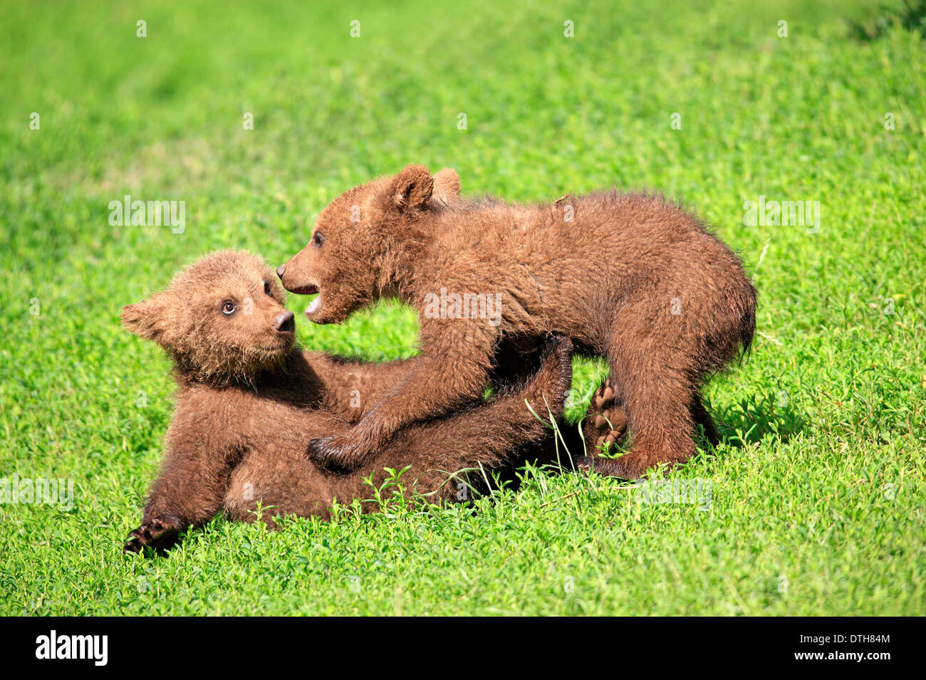 European brown bear cubs hi-res stock photography and images - Alamy