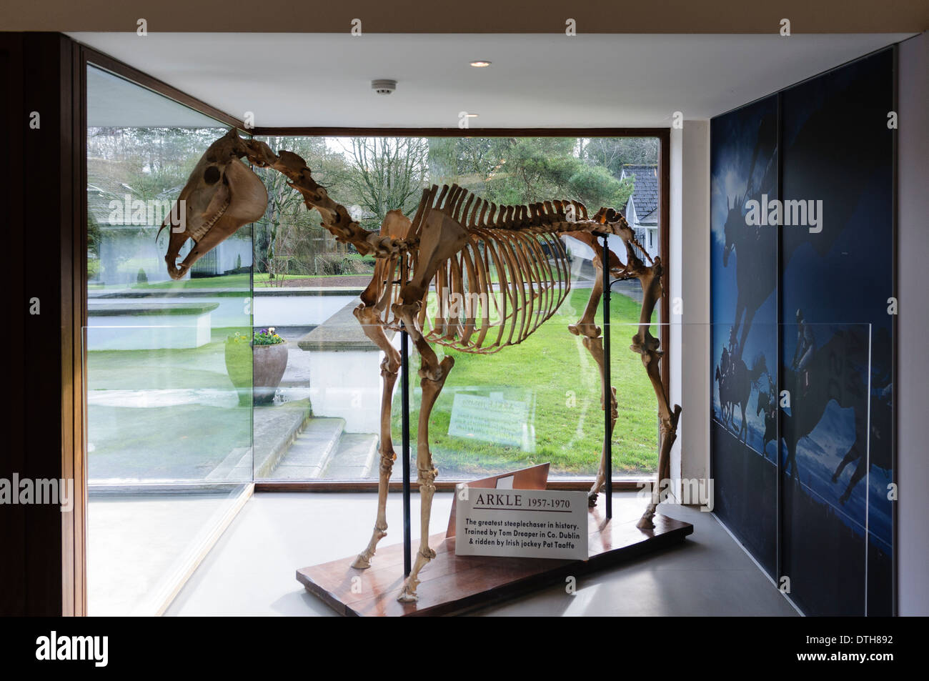 Skeleton of arkle hi-res stock photography and images - Alamy