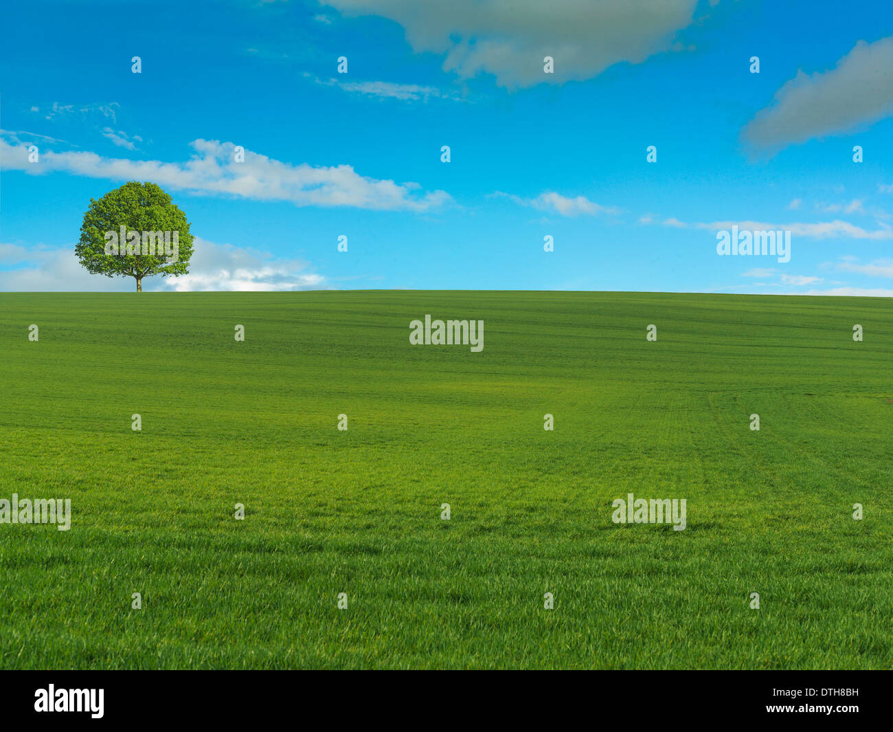 Tree on horizon in field with blue sky Stock Photo - Alamy