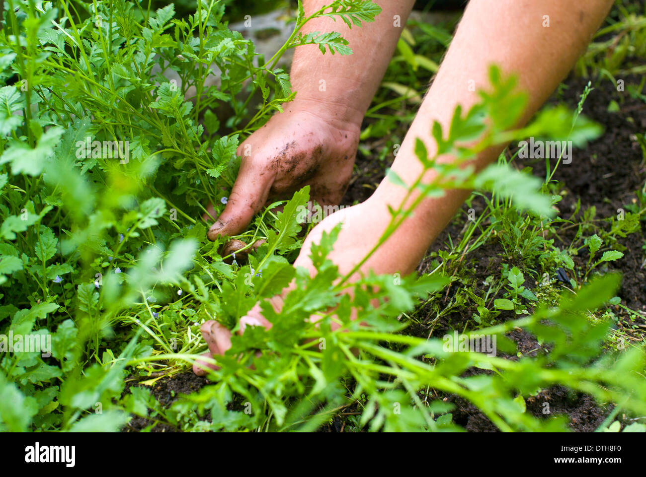 two hands weeding the weeds Stock Photo - Alamy