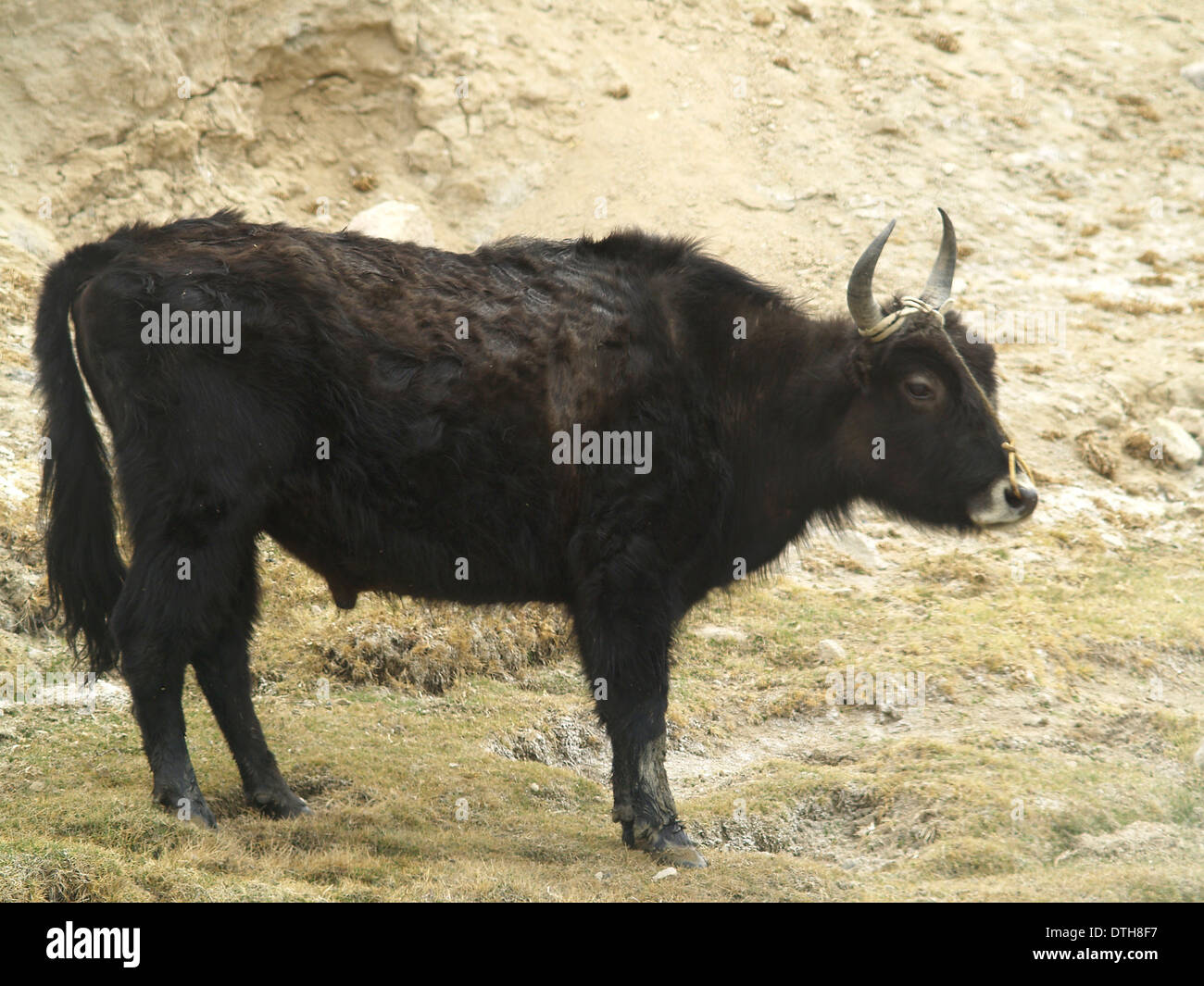Dzos hi-res stock photography and images - Alamy