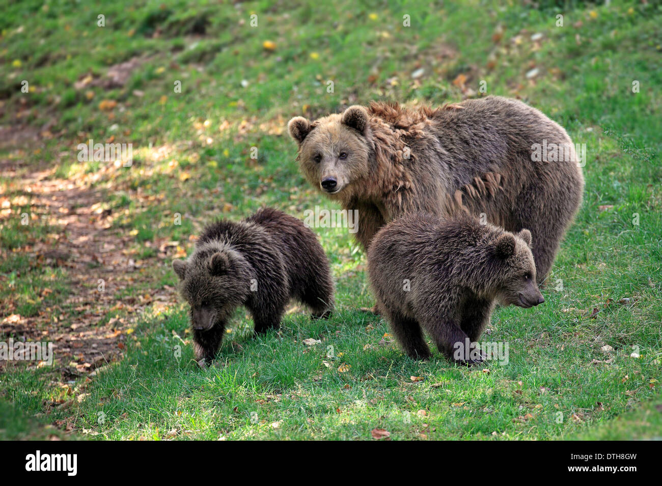 European brown bear cubs hi-res stock photography and images - Alamy