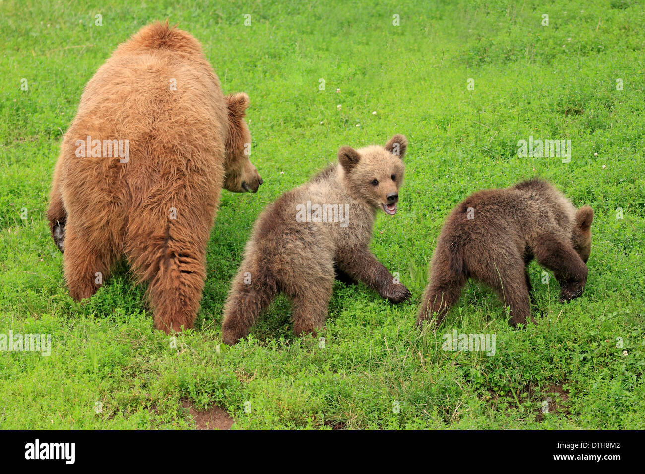 Shoulder bears hi-res stock photography and images - Alamy
