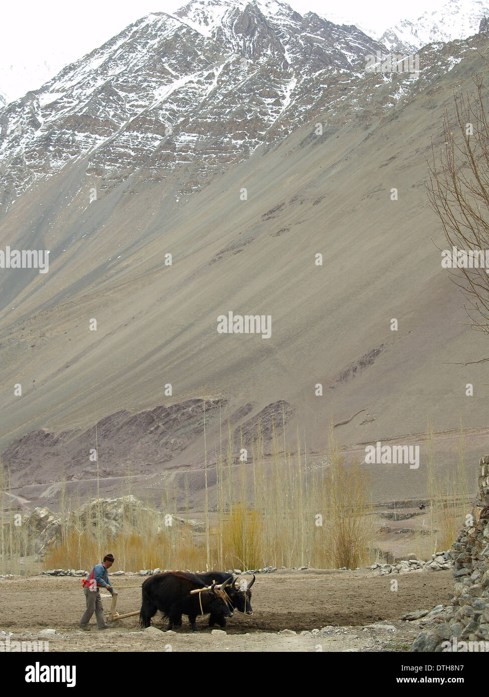 A farmer plowing with a team of dzos in Alchi,Ladakh,India Stock Photo ...