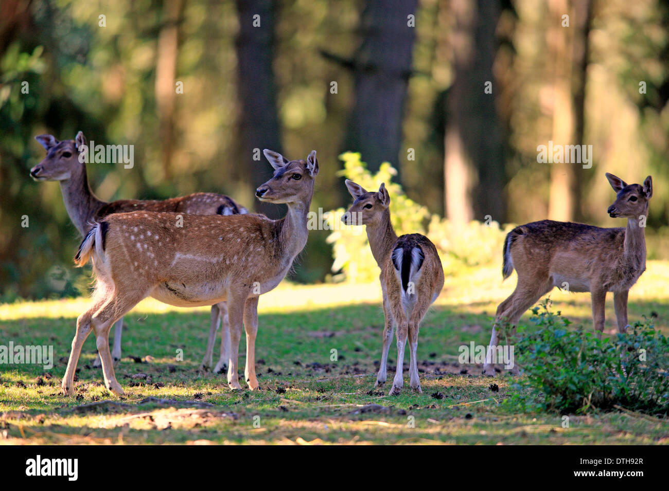 Fallow Deer, females and youngs / (Dama dama Stock Photo - Alamy