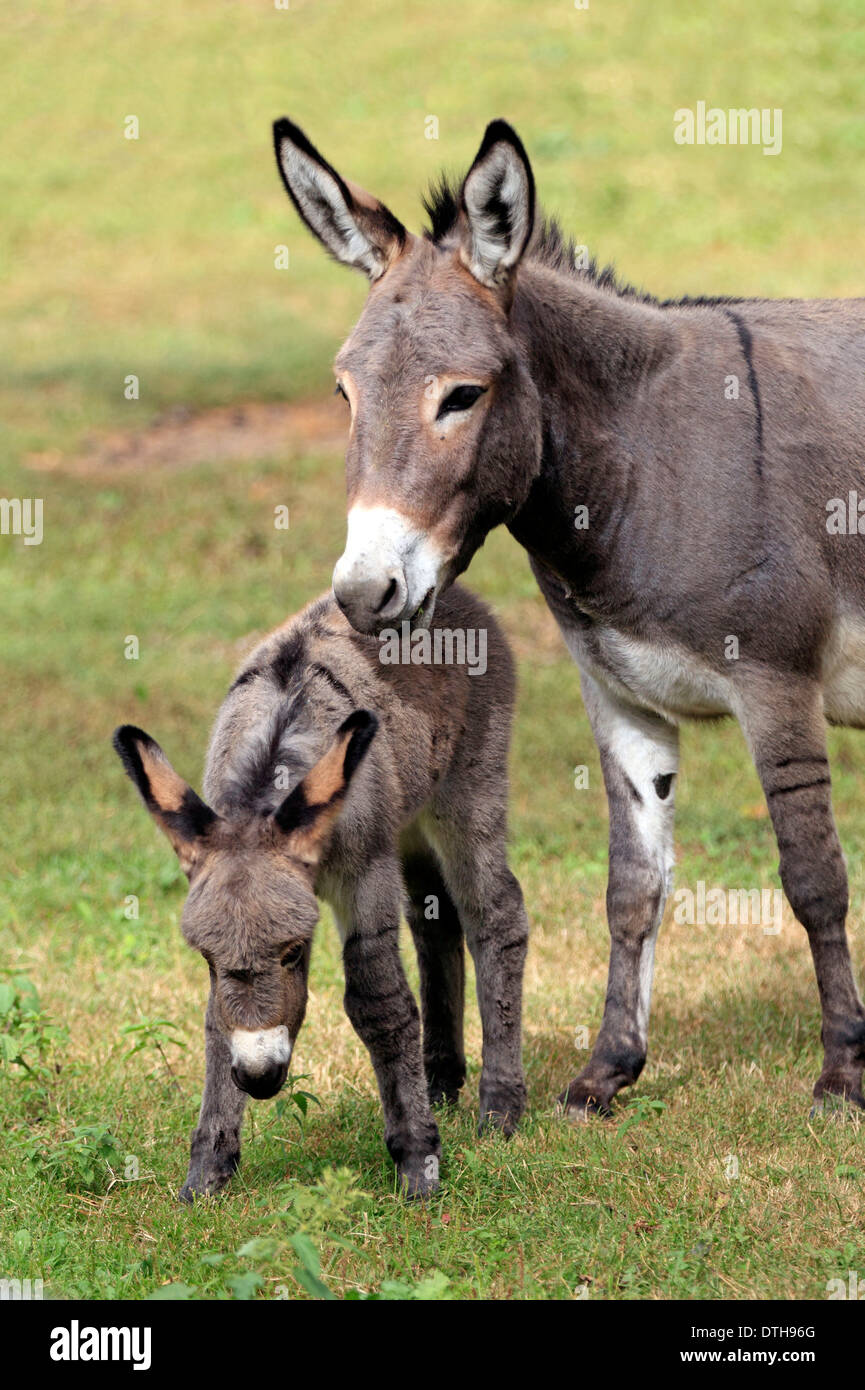 Donkey hi-res stock photography and images - Alamy