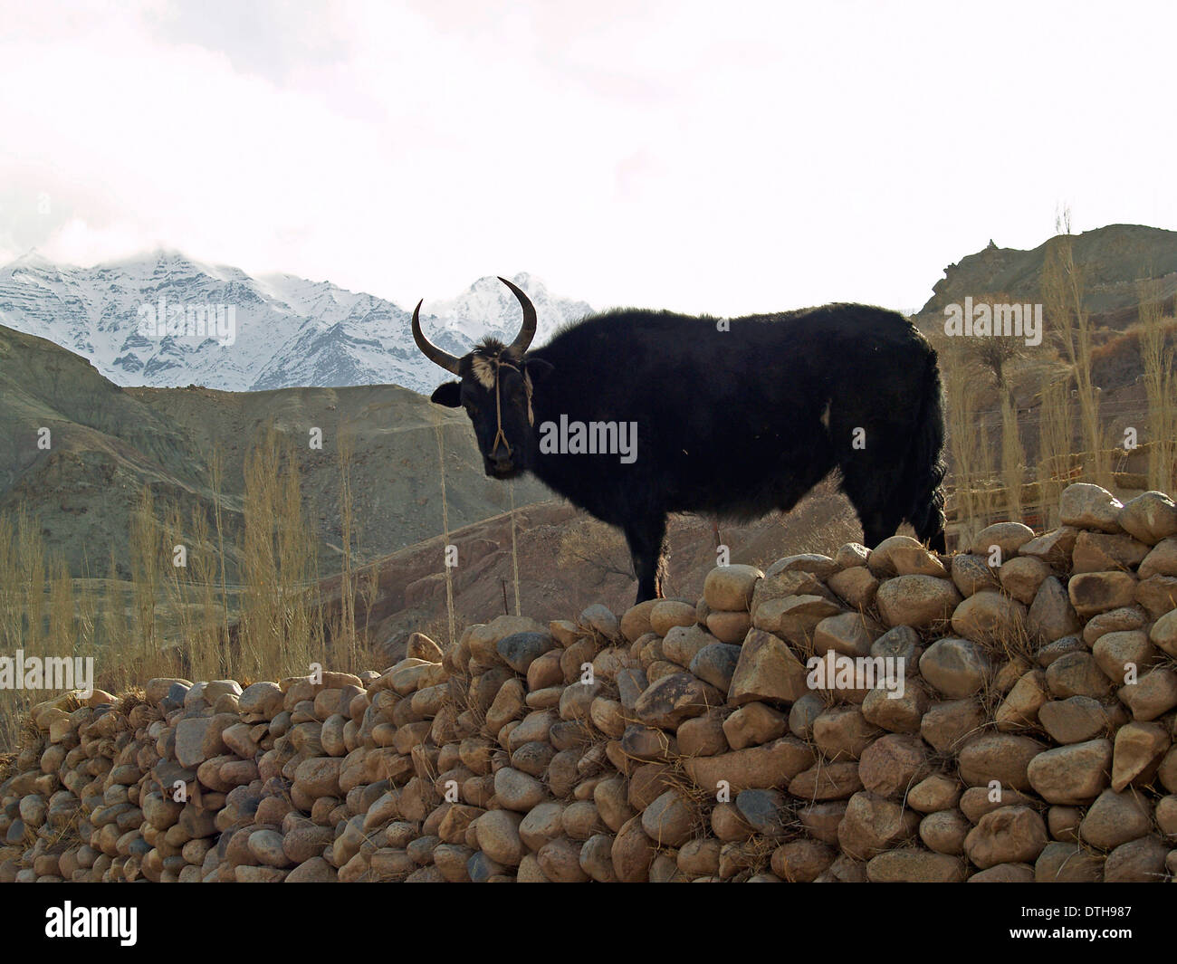 A dzo,a hybrid of cattle and yak, Ladakh,India Stock Photo - Alamy