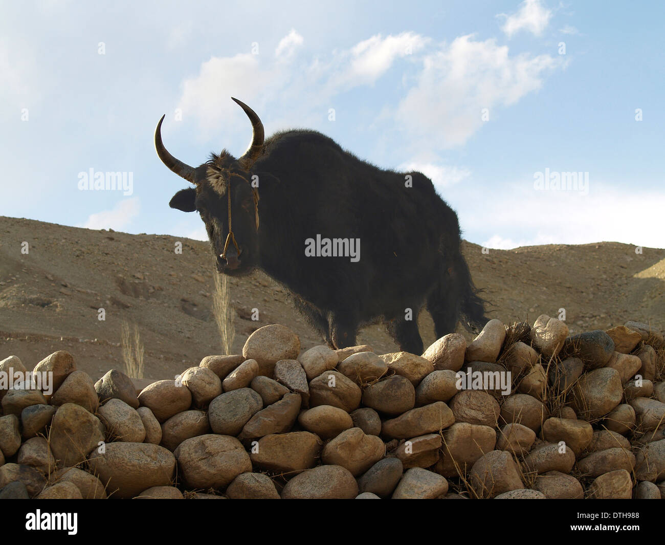 A dzo stares down in Ladakh,India Stock Photo - Alamy