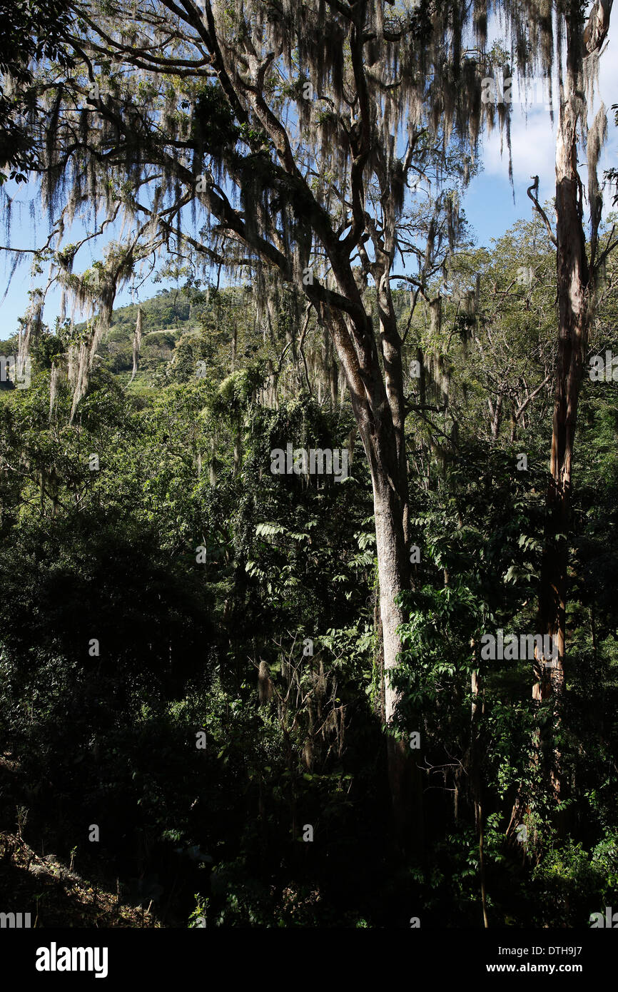 Rain forest trees hi-res stock photography and images - Alamy