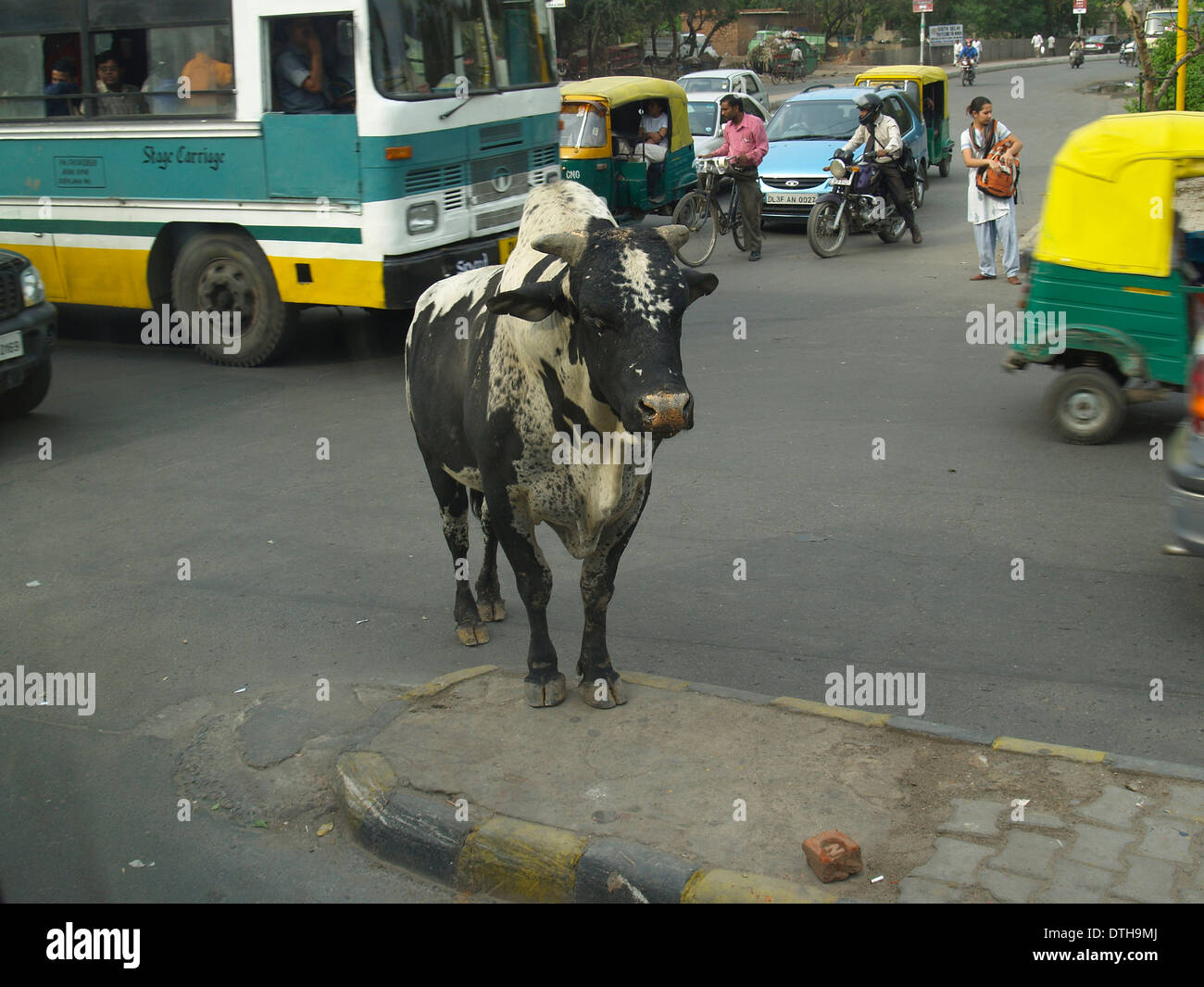 Sacred cow hi-res stock photography and images - Alamy