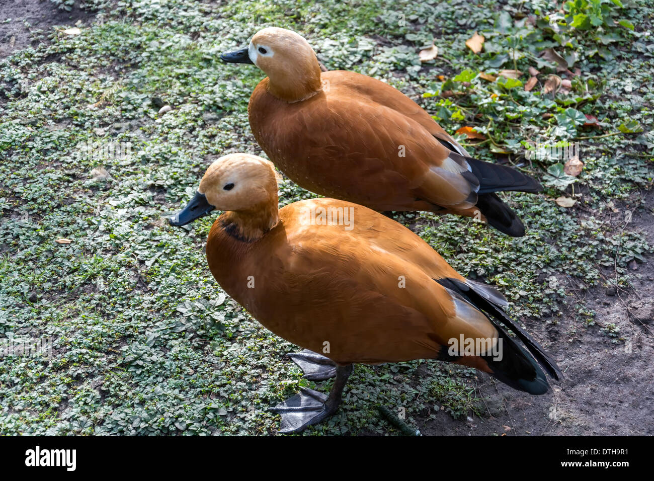 Species Ruddy Duck High Resolution Stock Photography and Images - Alamy