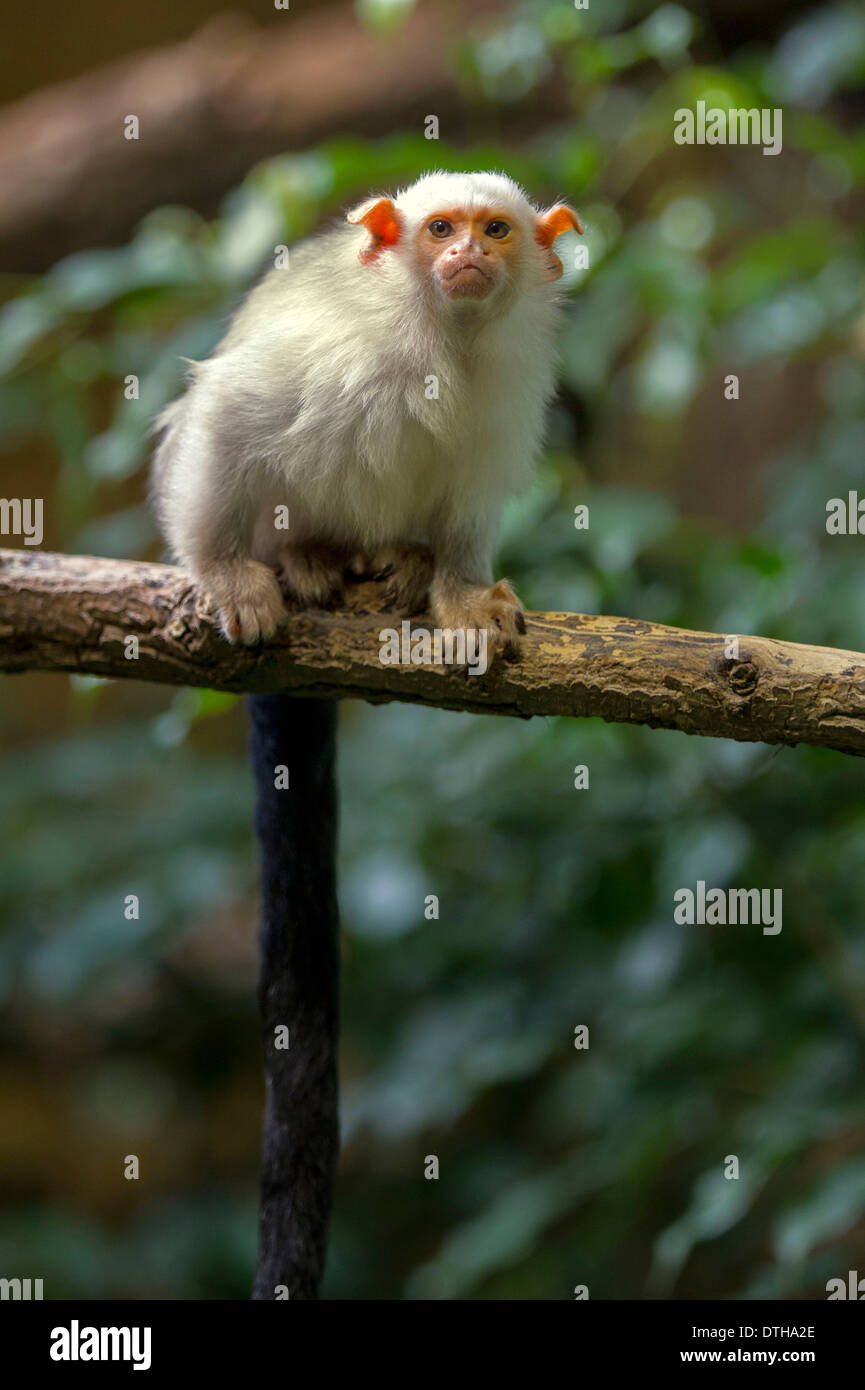 Callithrix argentata hi-res stock photography and images - Alamy