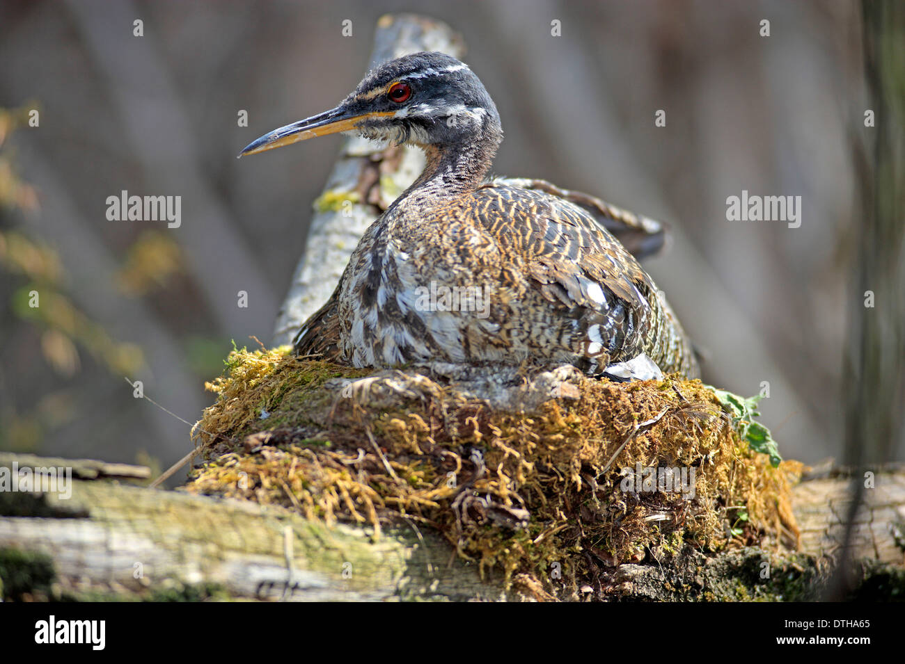 Sunbittern on nest / (Eurypyga helias Stock Photo - Alamy
