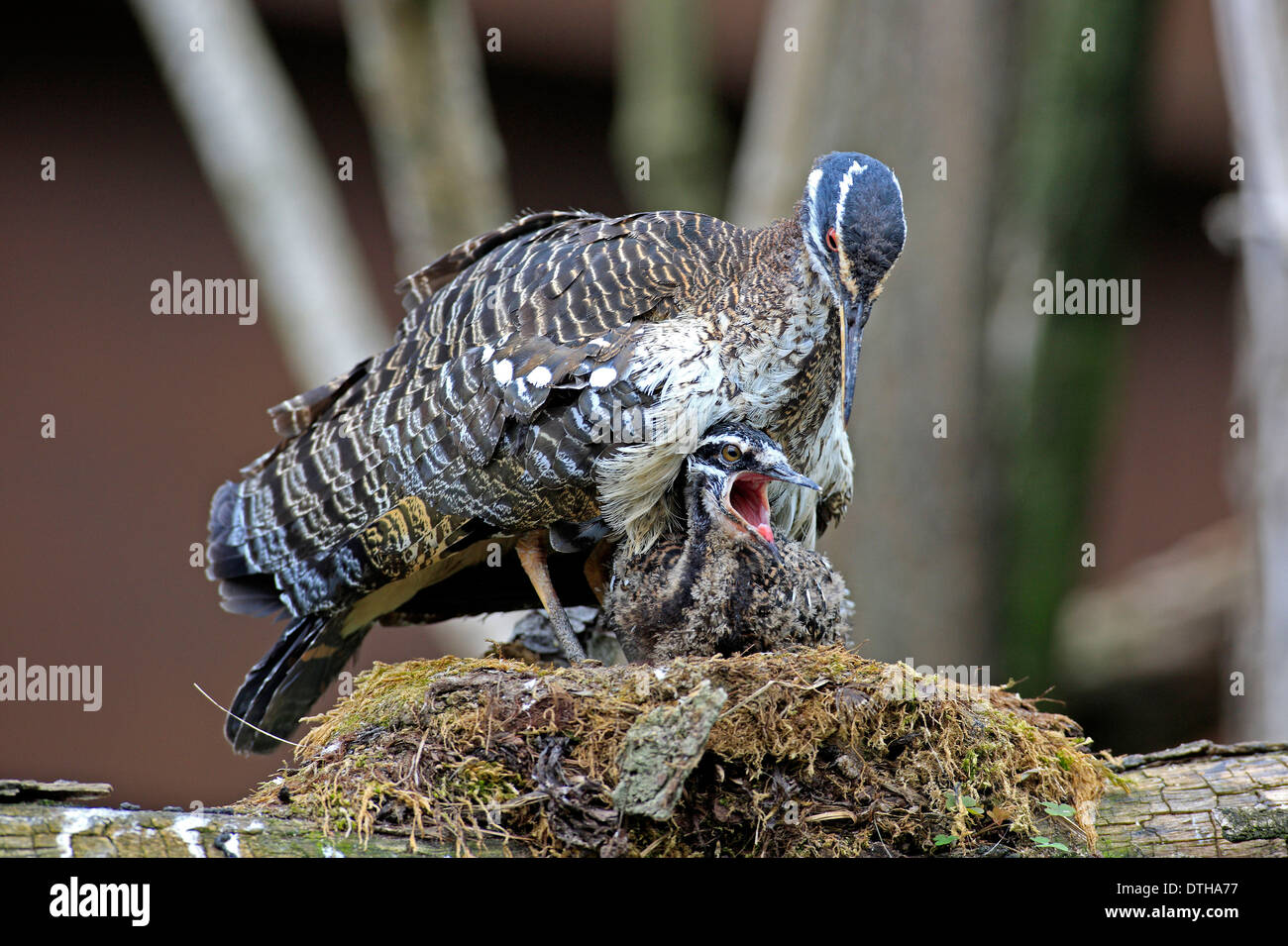 Sunbittern with young, on nest / (Eurypyga helias Stock Photo - Alamy