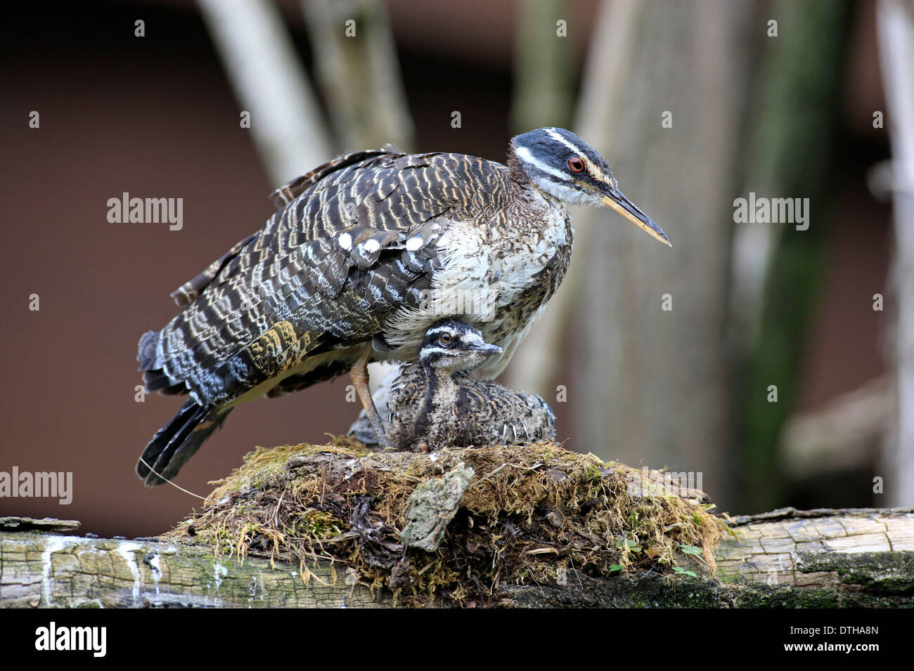 Sunbittern with young, on nest / (Eurypyga helias Stock Photo - Alamy