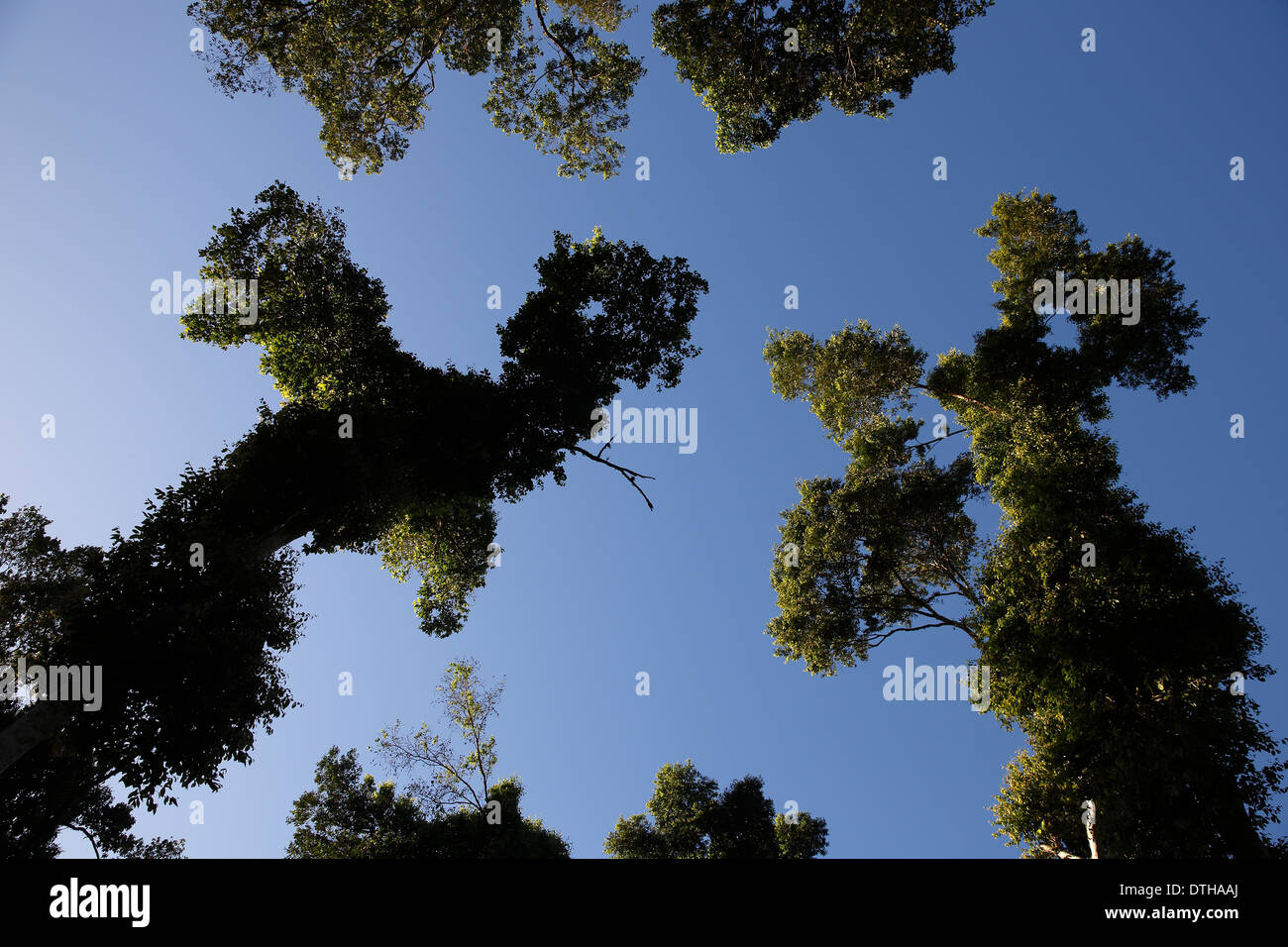 Canopy trees on a shade-grown coffee plantation, San Ramon, Nicaragua ...