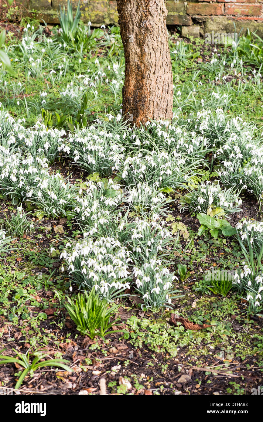 Snowdrop flowers growing wild hi-res stock photography and images - Alamy