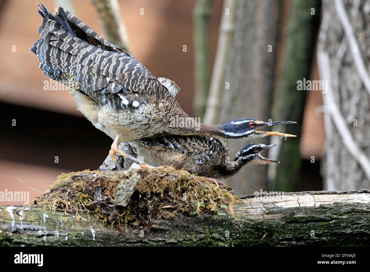 Sunbittern with young, on nest / (Eurypyga helias Stock Photo - Alamy