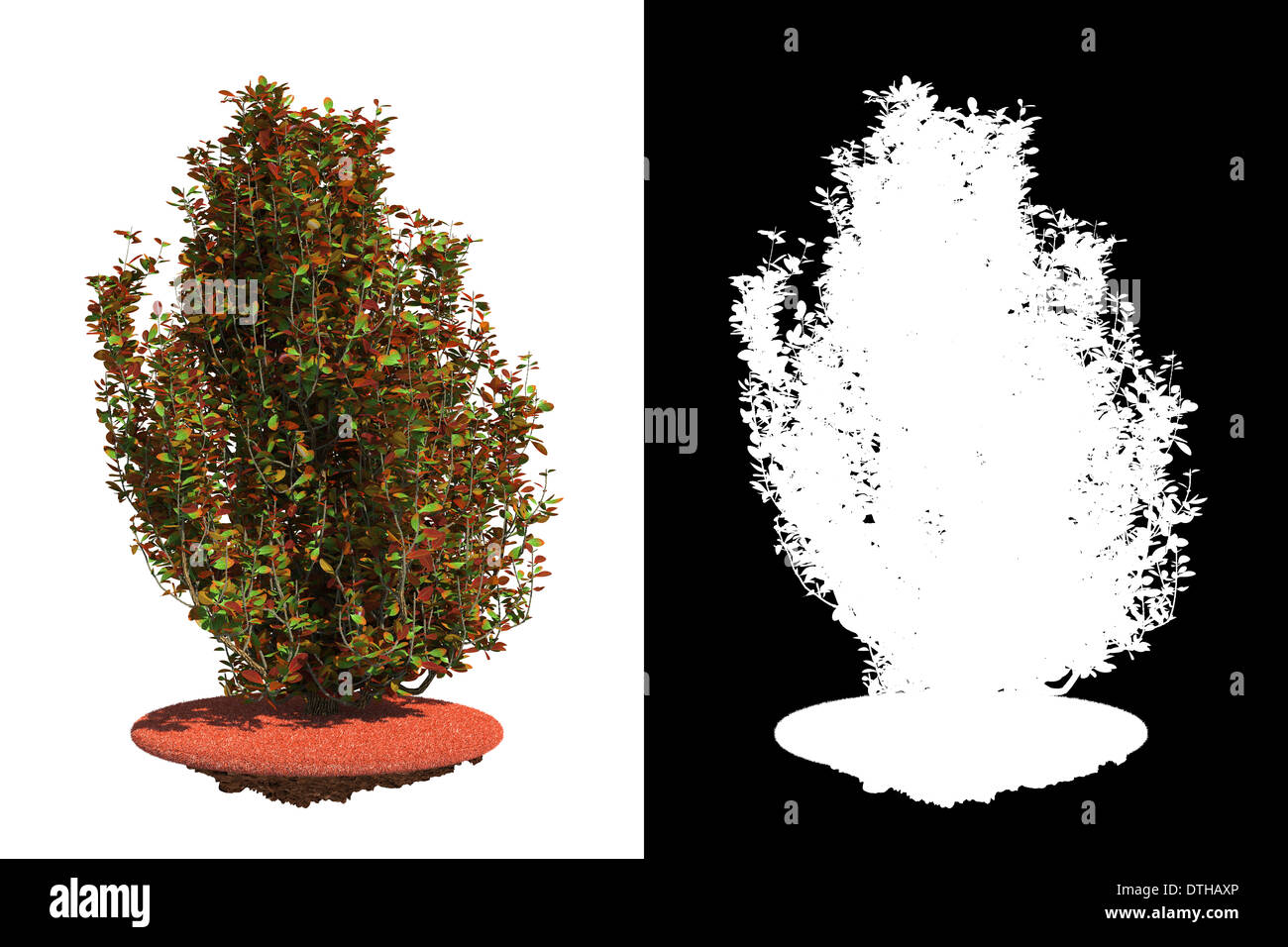 Decorative Shrub Isolated on White Background Stock Photo - Alamy