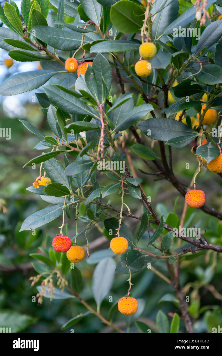 Small shrubby tree hi-res stock photography and images - Alamy