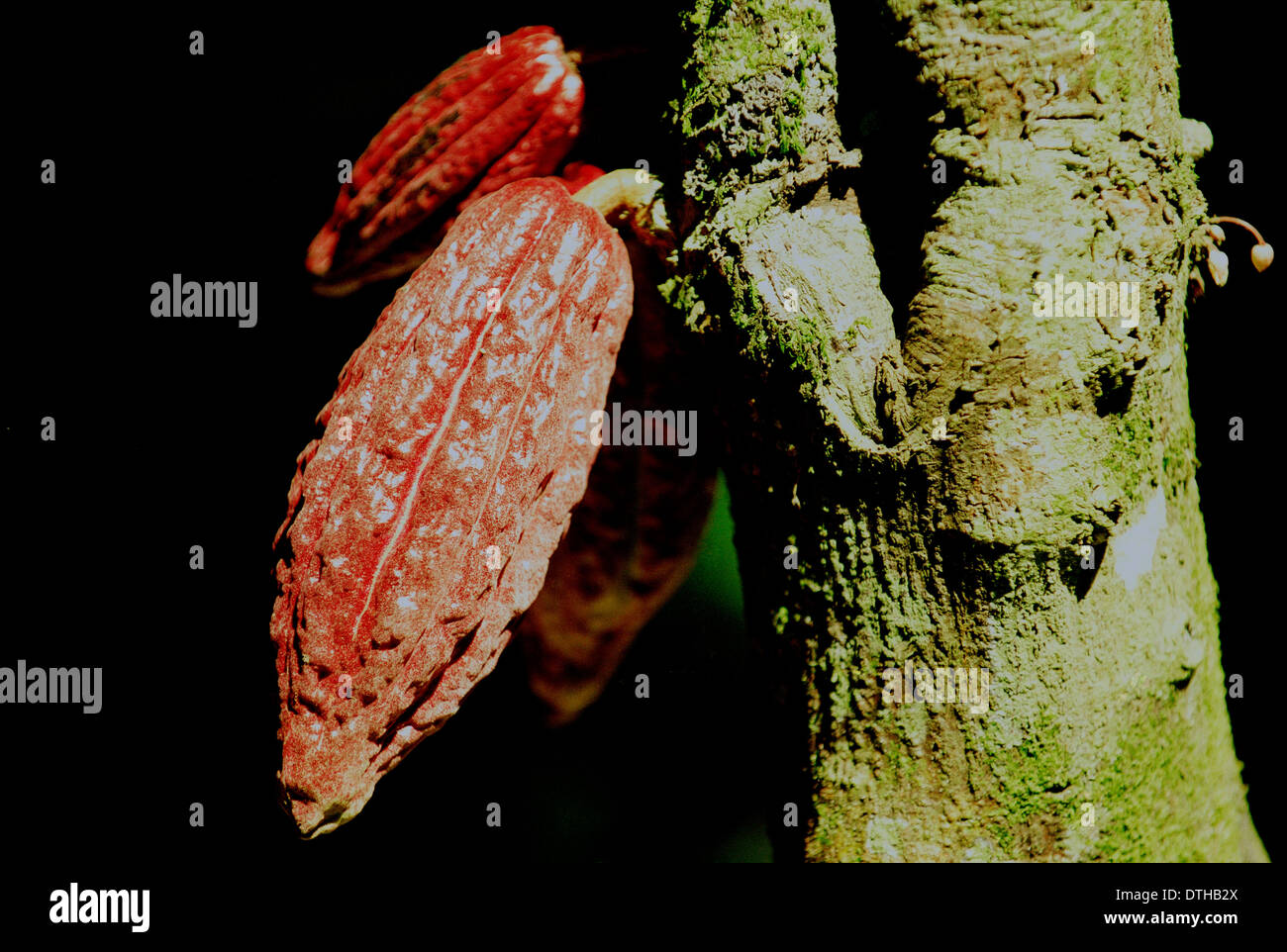 Cocoa tree seeds hi-res stock photography and images - Alamy