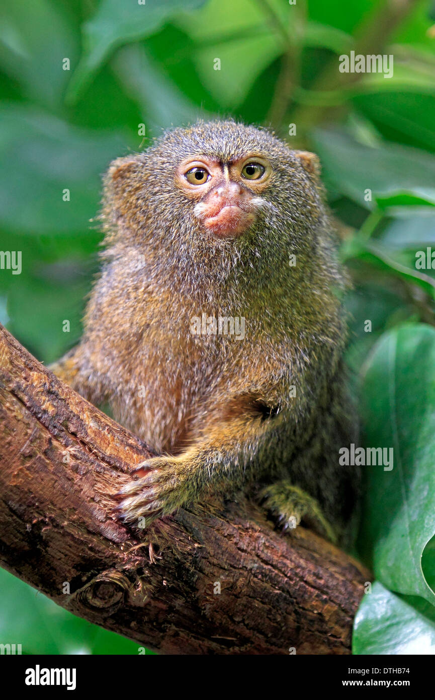 Pygmy Marmoset / (Cebuella pygmaea Stock Photo - Alamy