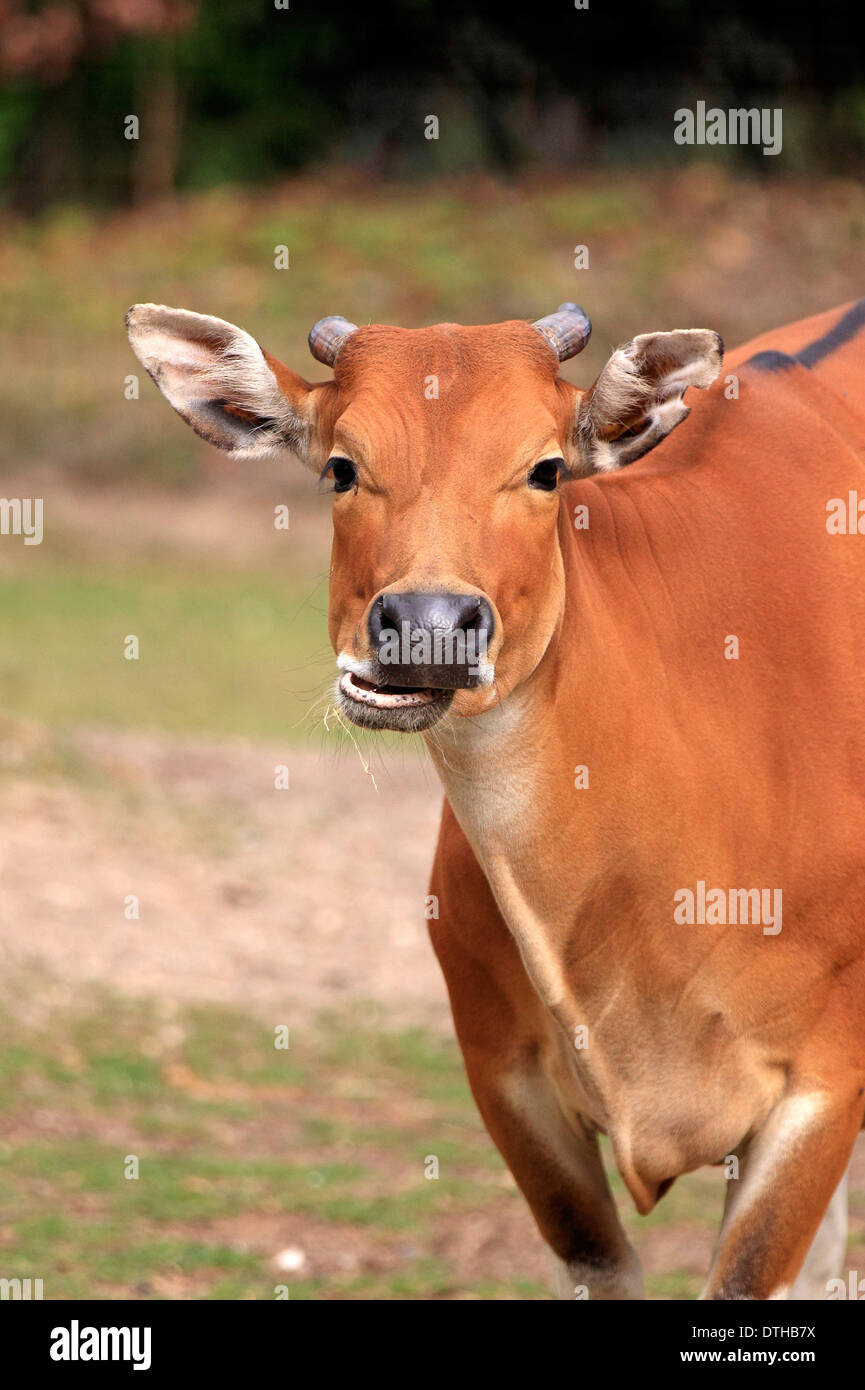 Banteng, Tembadau, female, Southeast Asia / (Bos javanicus Stock Photo ...