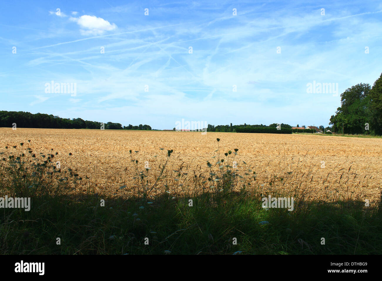 Summer sky with aeroplane trail hi-res stock photography and images - Alamy