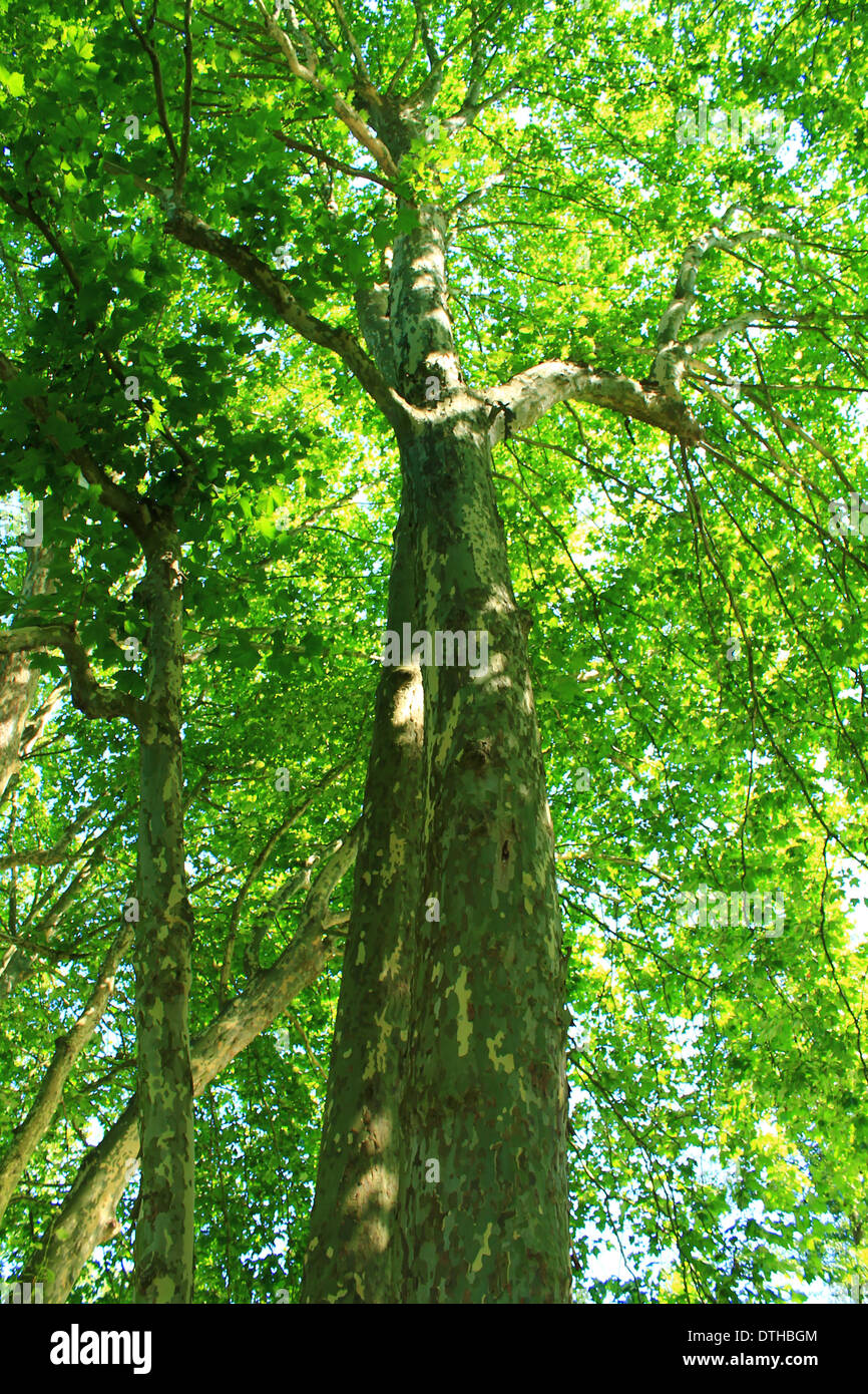 Looking up at the dappled sunlight streaming through the tree canopy ...